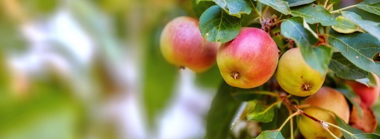 Agriculture – Plant Food Systems