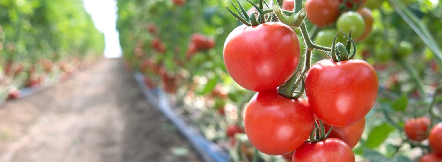 PFS Products – Plant Food Systems